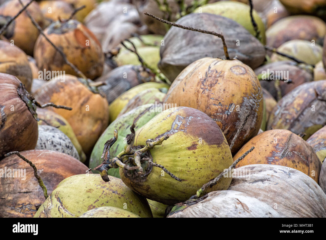 Bali indonesia fresh coconut water hi-res stock photography and images ...