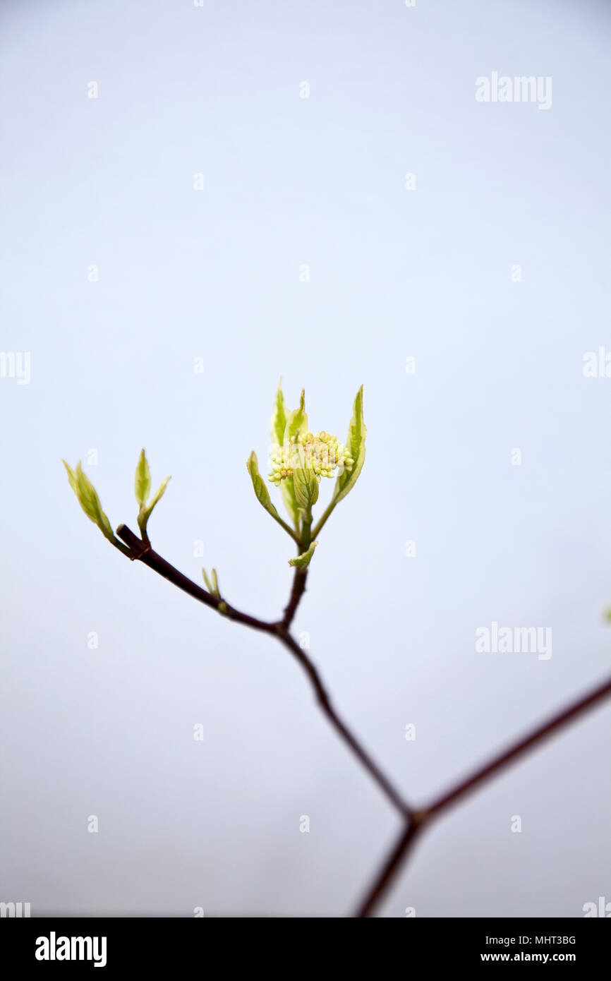 New Spring Growth on Red Twig Dogwood Branch Stock Photo - Alamy