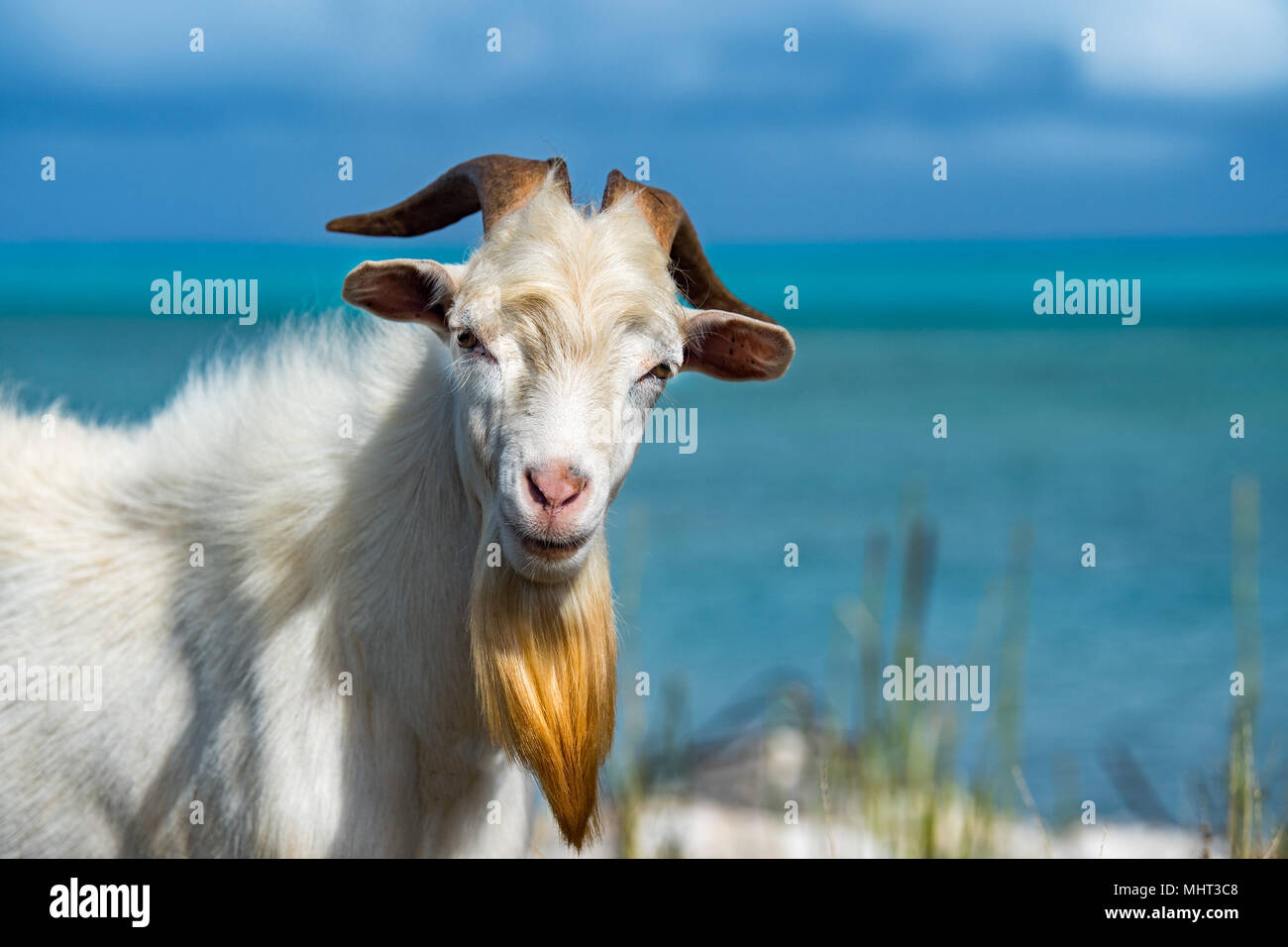 barbed goat on the beach in tropical crystal water background Stock ...