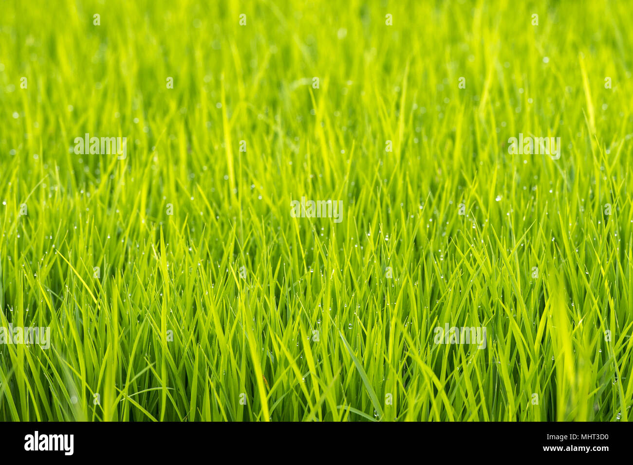 rice plant with rain water drops close up detail Stock Photo - Alamy