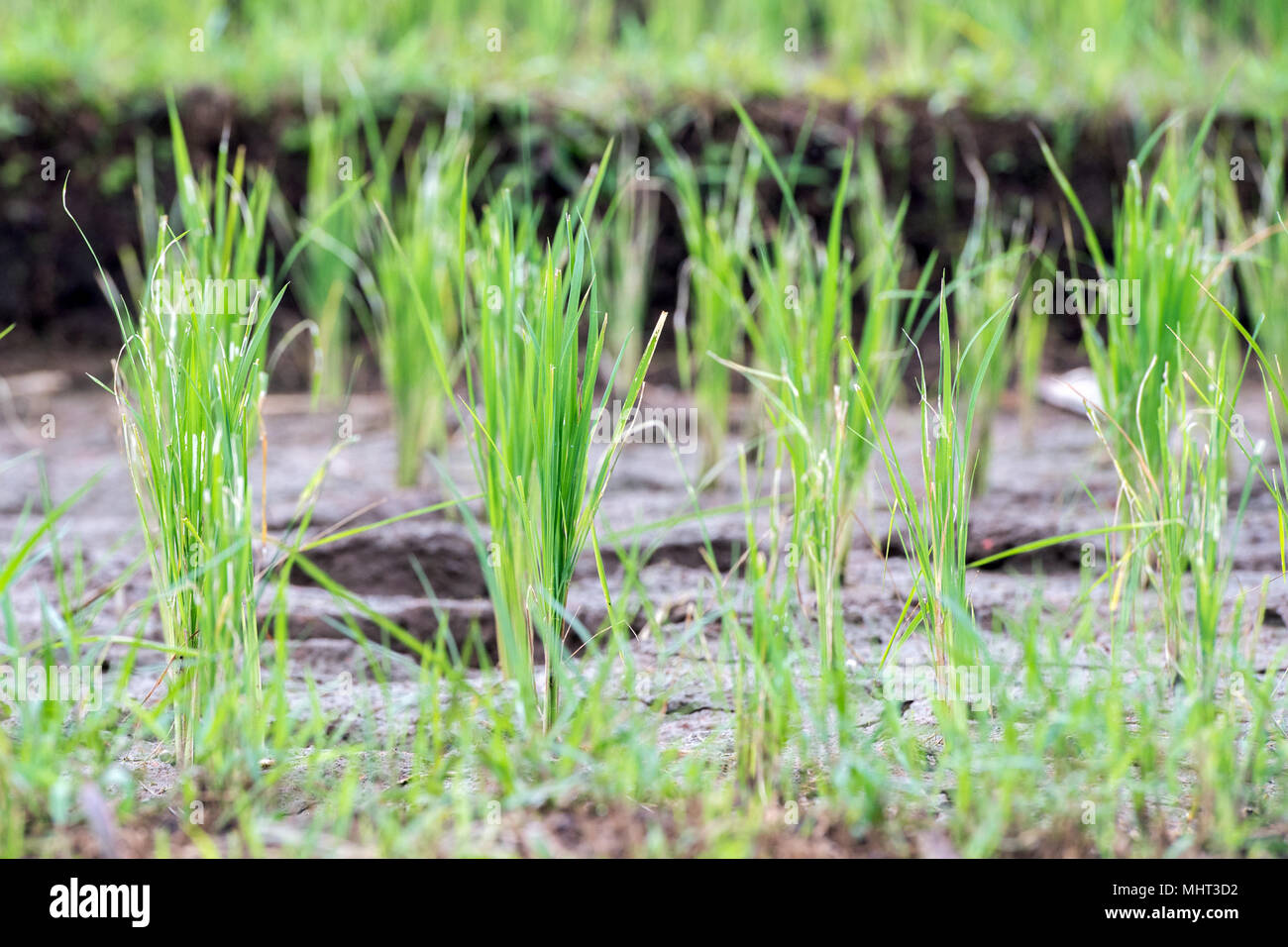 rice plant with rain water drops close up detail Stock Photo - Alamy