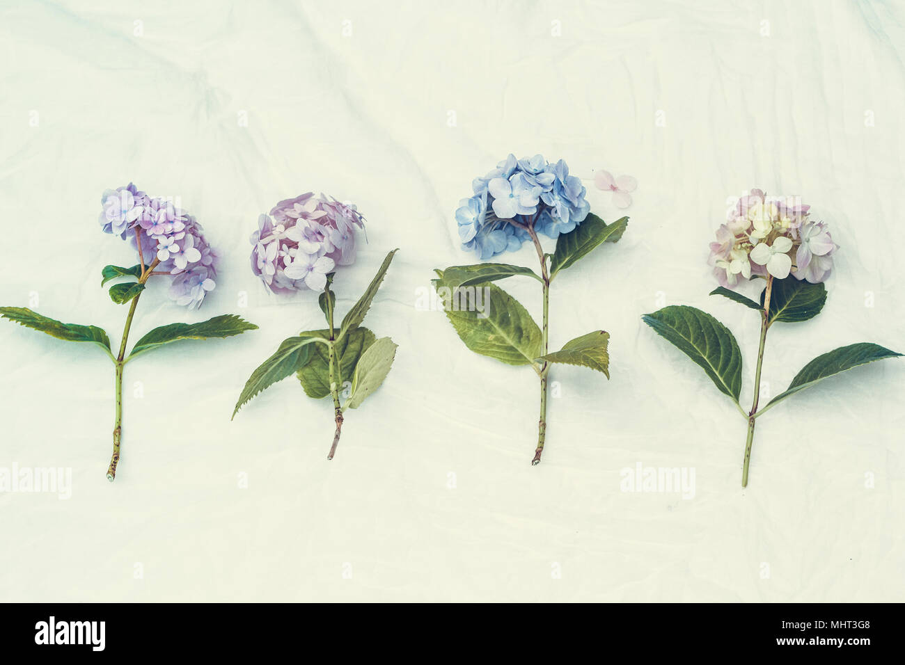 Beautiful, pastel hydrangea flowers on white, delicate background Stock ...