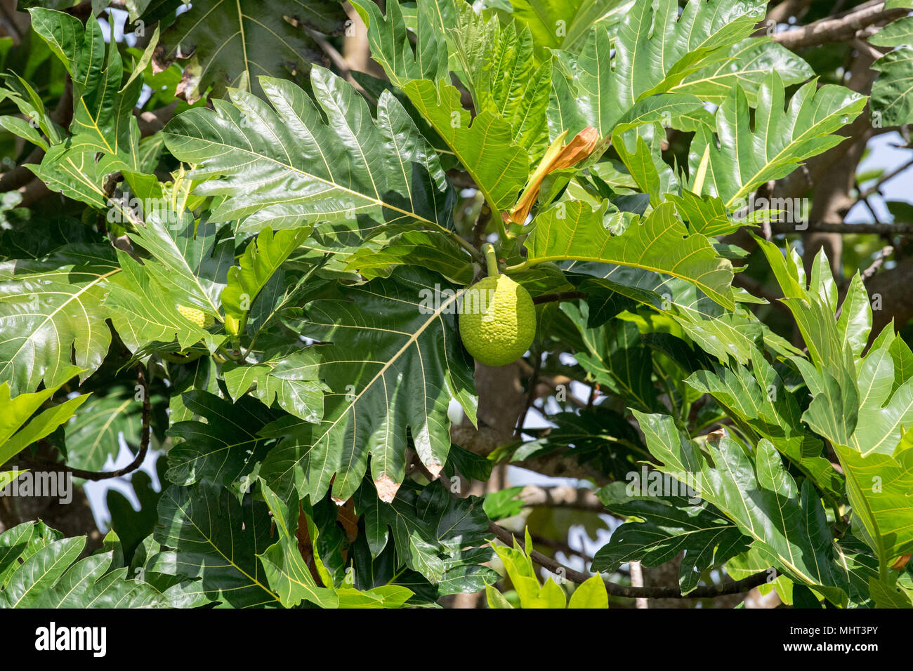 bread tree fruit detail close up Stock Photo - Alamy