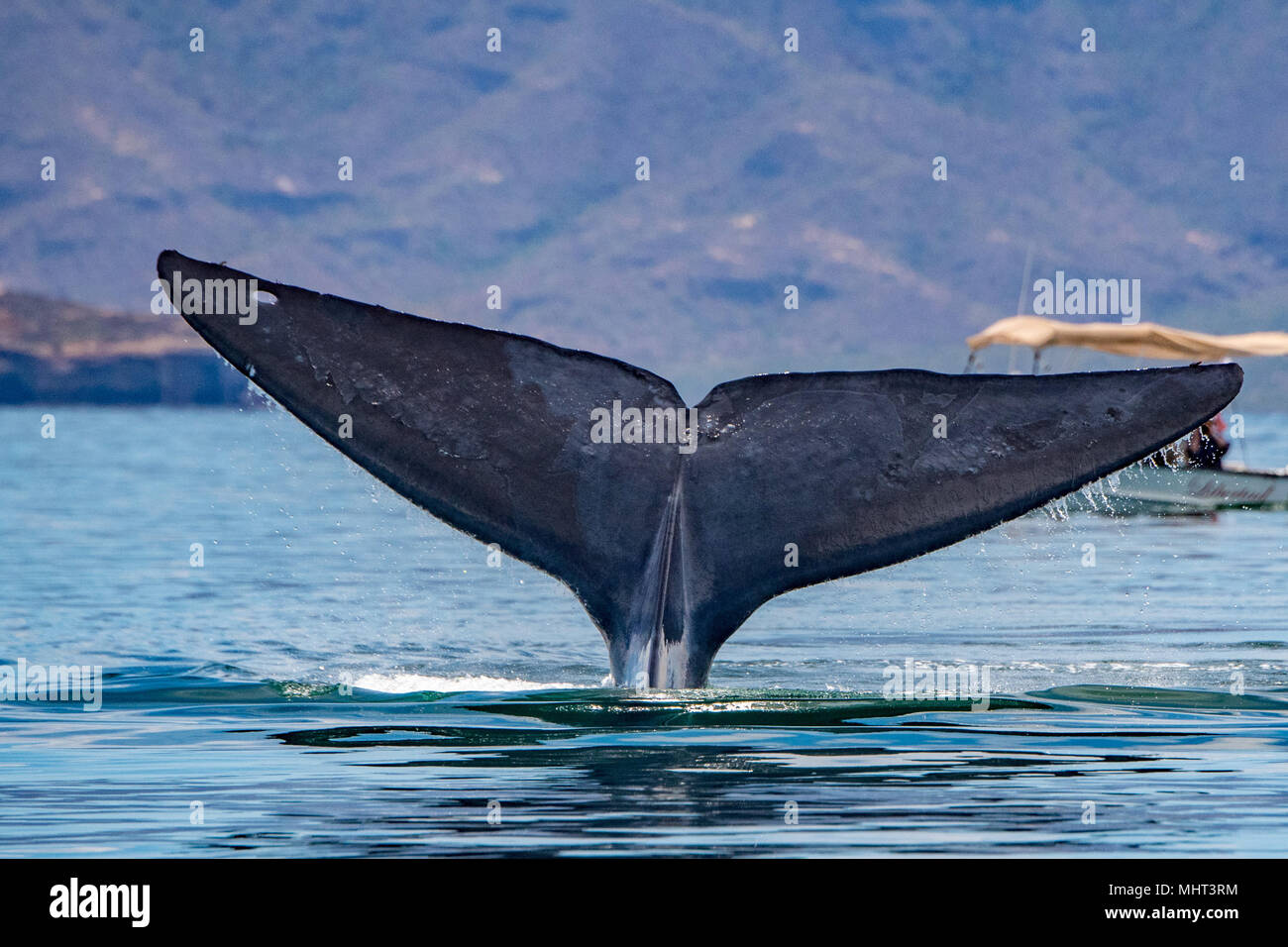 Blue Whale the biggest animal in the world 24 meters long Stock Photo ...