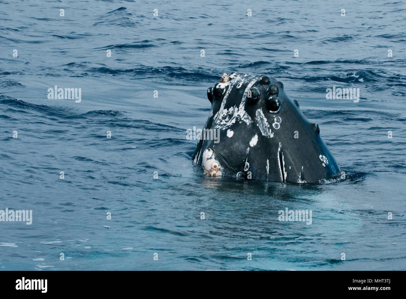 Whale fall deep sea hi-res stock photography and images - Alamy