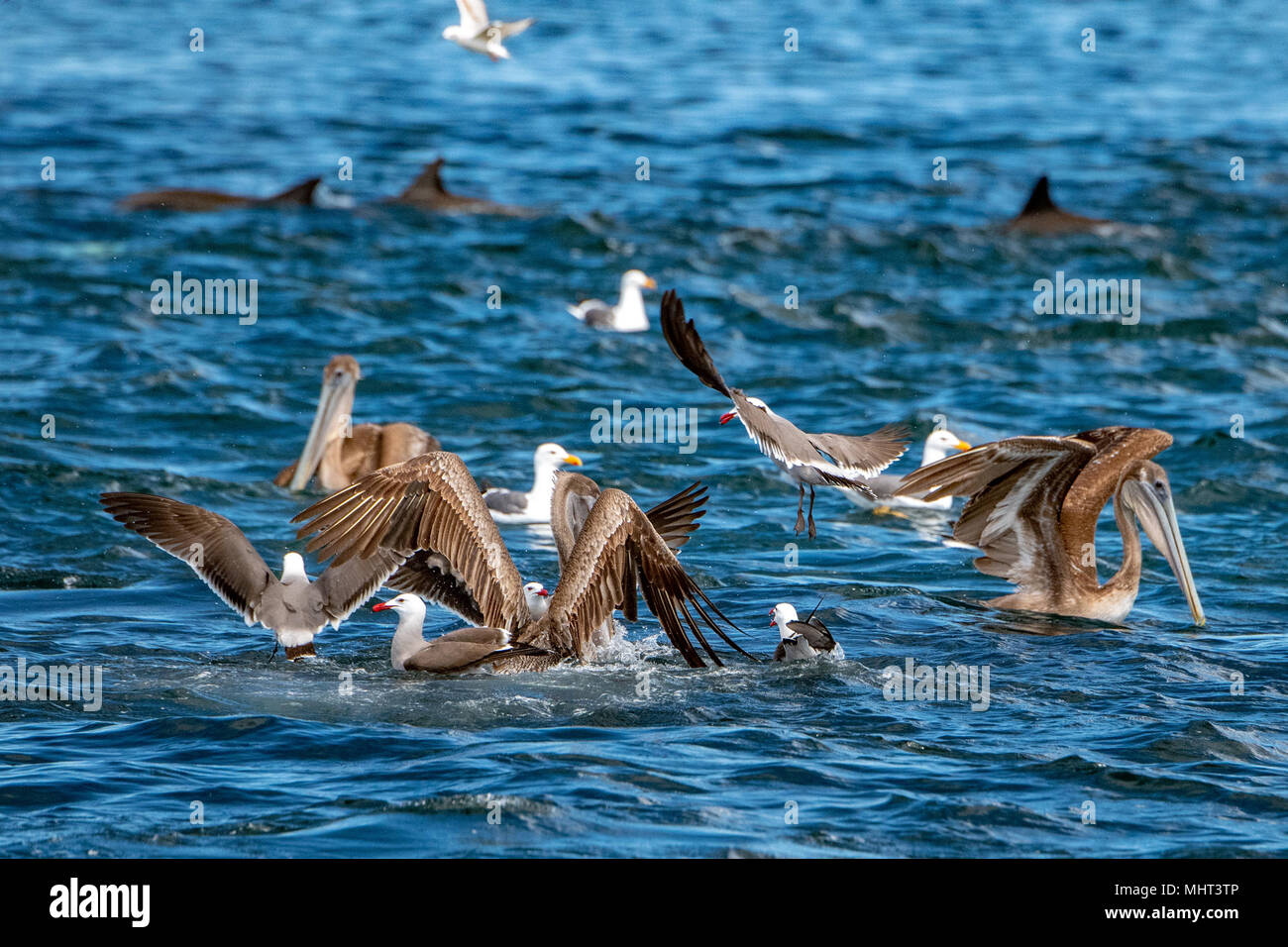 Dolphin hunting fish hi-res stock photography and images - Alamy