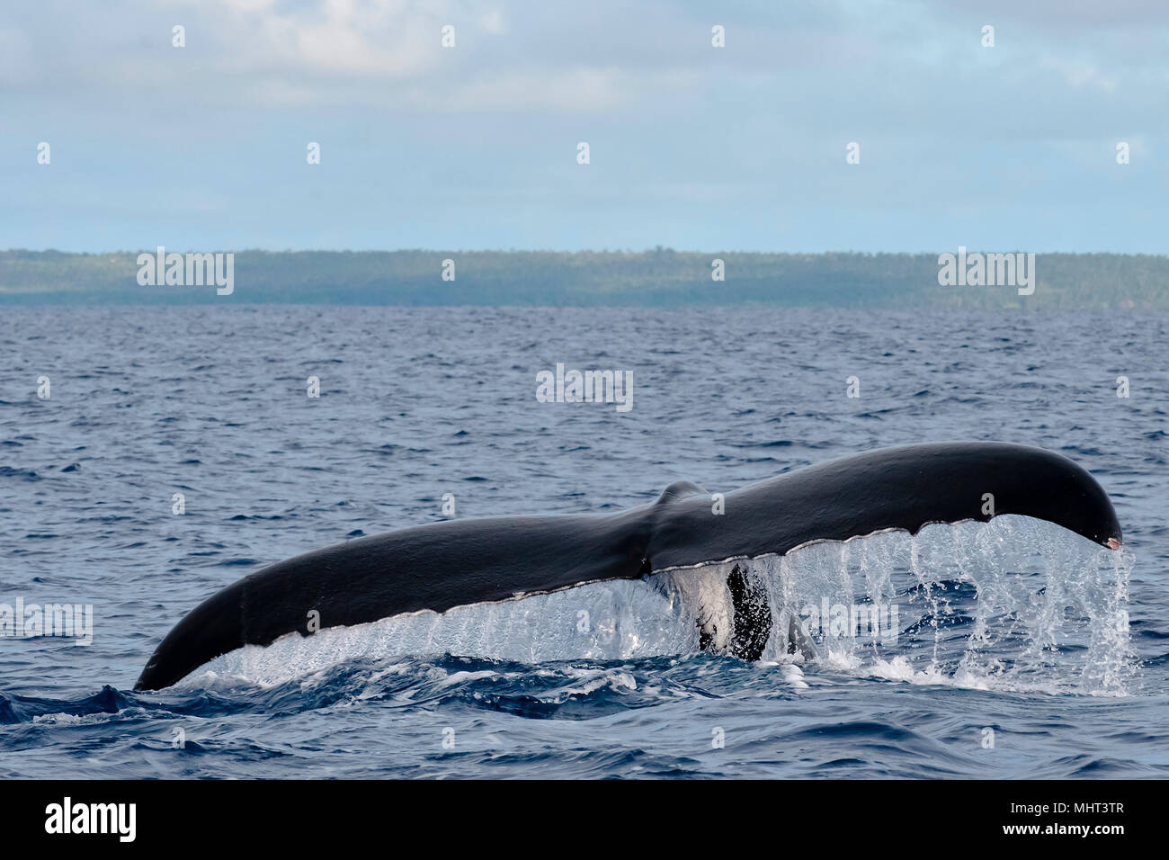 Humpback whale fishing boat hawaii hi-res stock photography and images ...