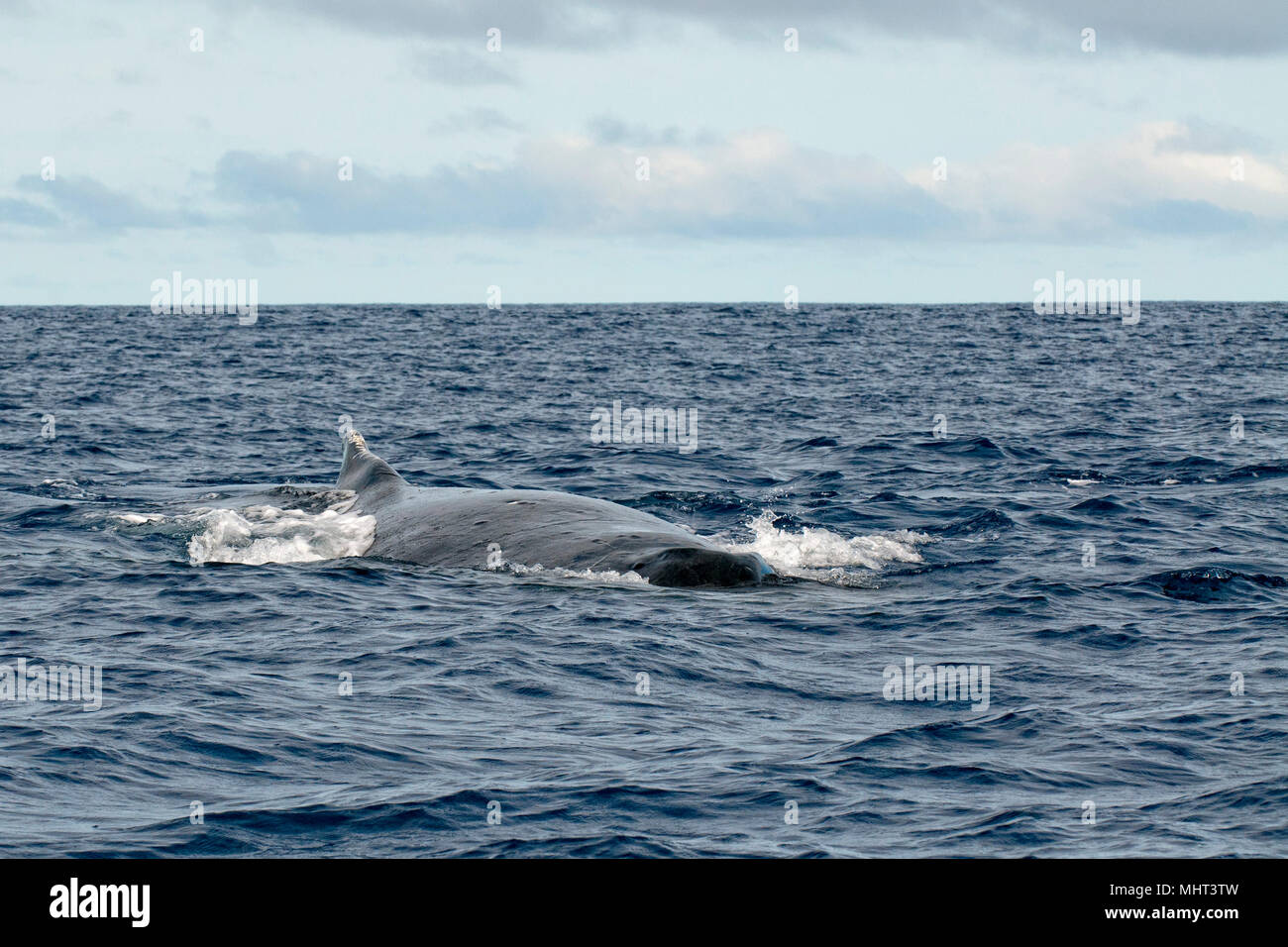 Whale fall deep sea hi-res stock photography and images - Alamy