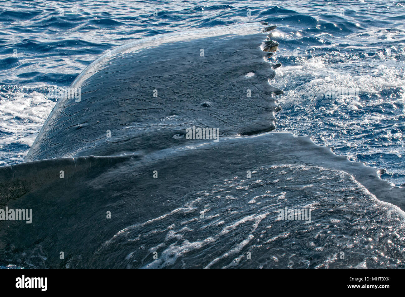 Humpback whale fishing boat hawaii hi-res stock photography and images ...