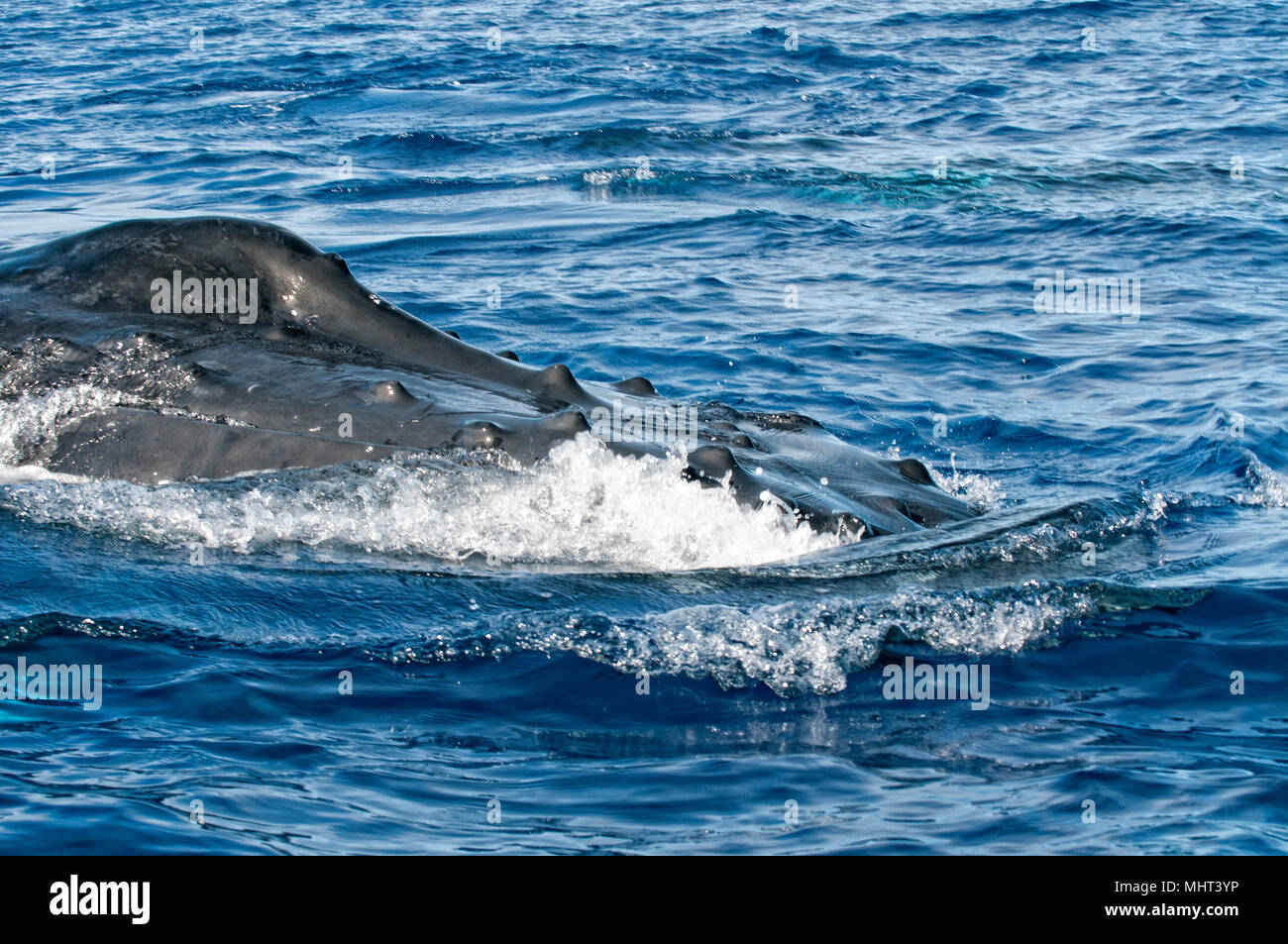 Whale fall deep sea hi-res stock photography and images - Alamy