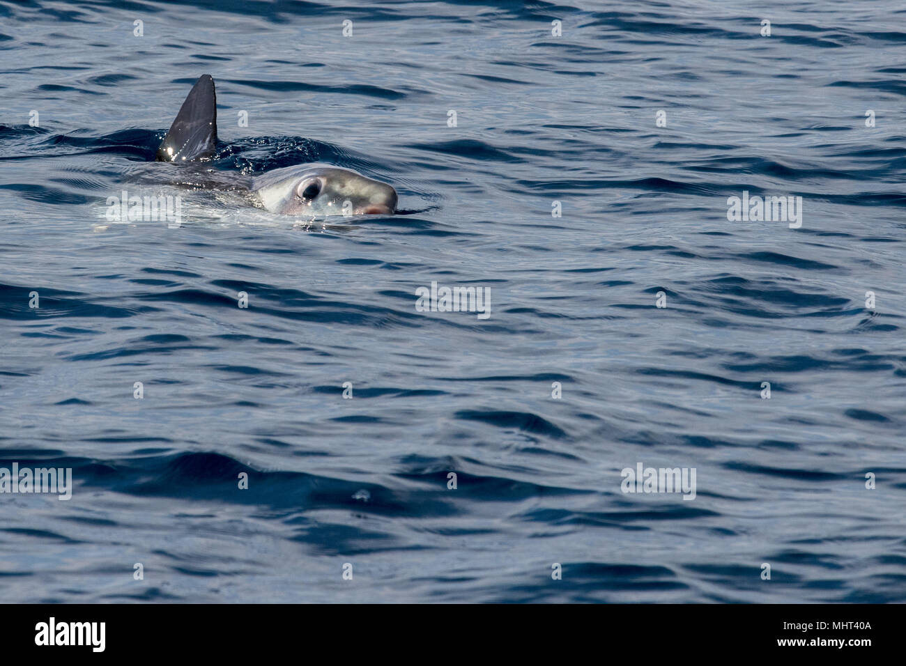 Sunfish jellyfish hi-res stock photography and images - Alamy