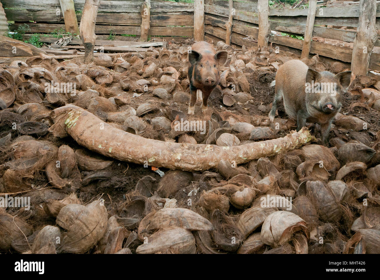 Two pigs from Tonga Polynesia while eating coconut Stock Photo - Alamy