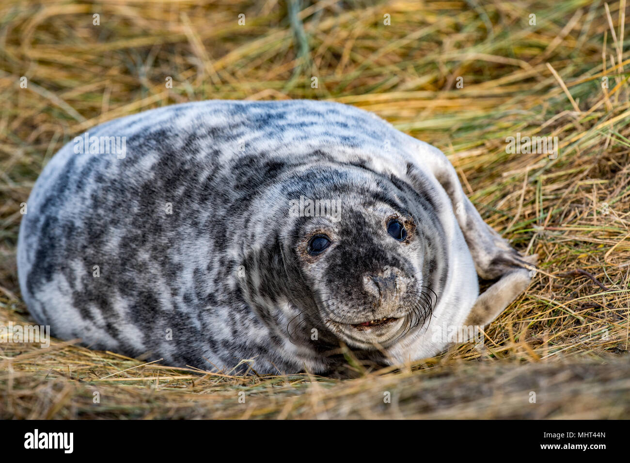 grey seal puppy while relaxing at Donna Nook Lincolnshire beach England ...