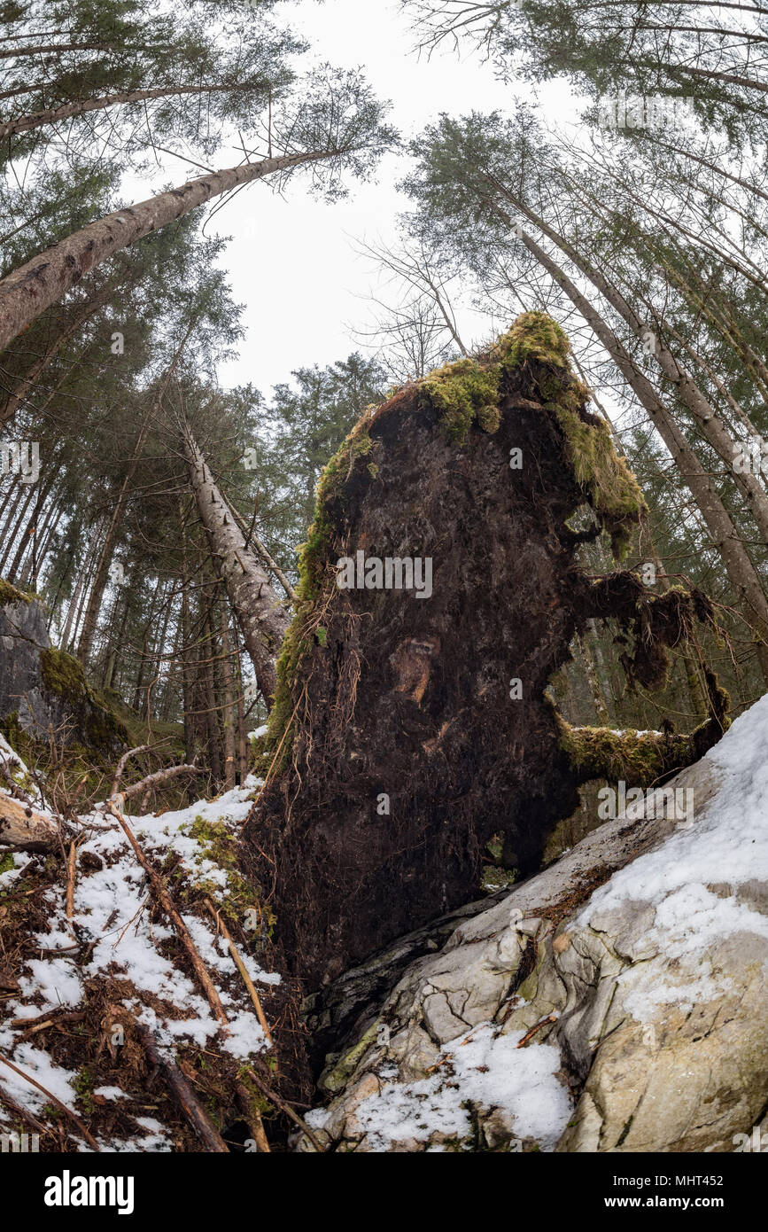 uprooted tree in forest in germany Stock Photo - Alamy