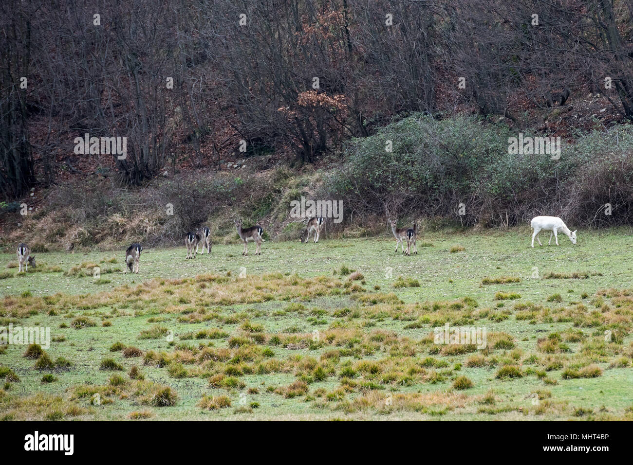 Three point buck hi-res stock photography and images - Alamy