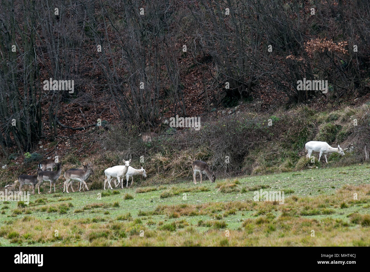 three white deer together ultra rare portrait Stock Photo - Alamy