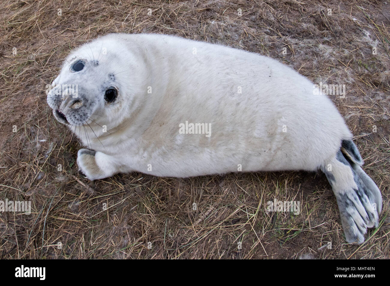 grey seal puppy while relaxing at Donna Nook Lincolnshire beach England ...