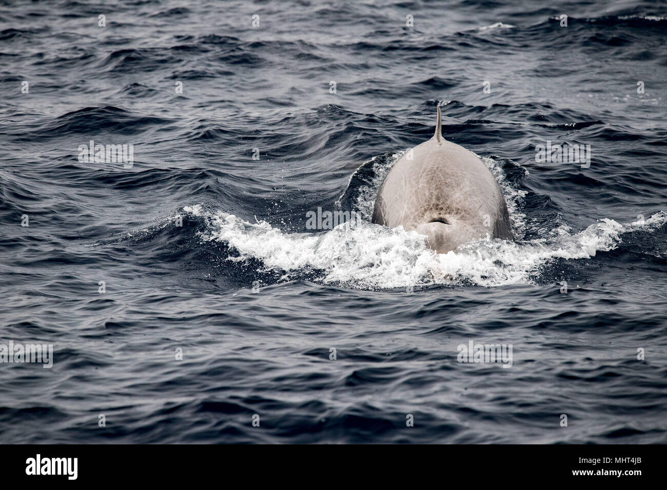 Goose Beaked whale dolphin Ziphius cavirostris ultra rare white Stock ...