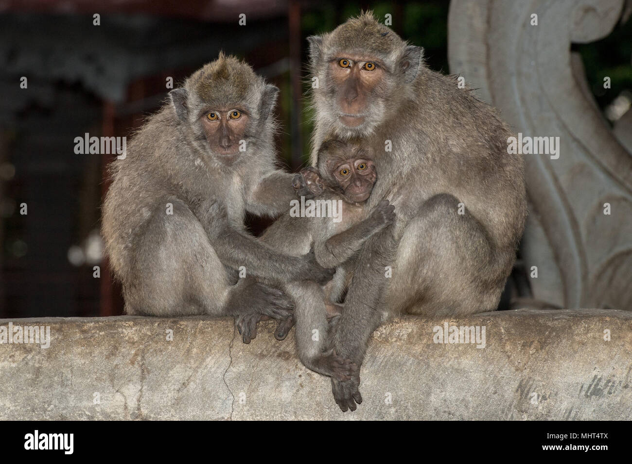 Temple inside ubud monkey forest hi-res stock photography and images ...