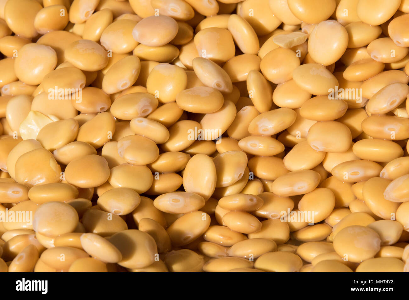 yellow lupins on display stand Stock Photo - Alamy