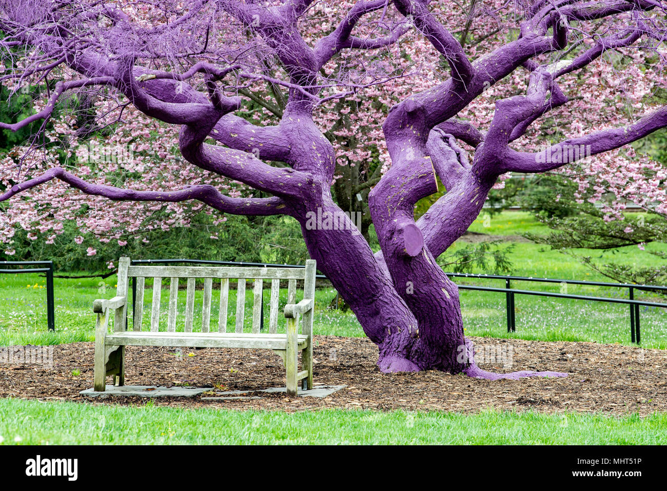 Purple violet painted tree in a park Stock Photo - Alamy