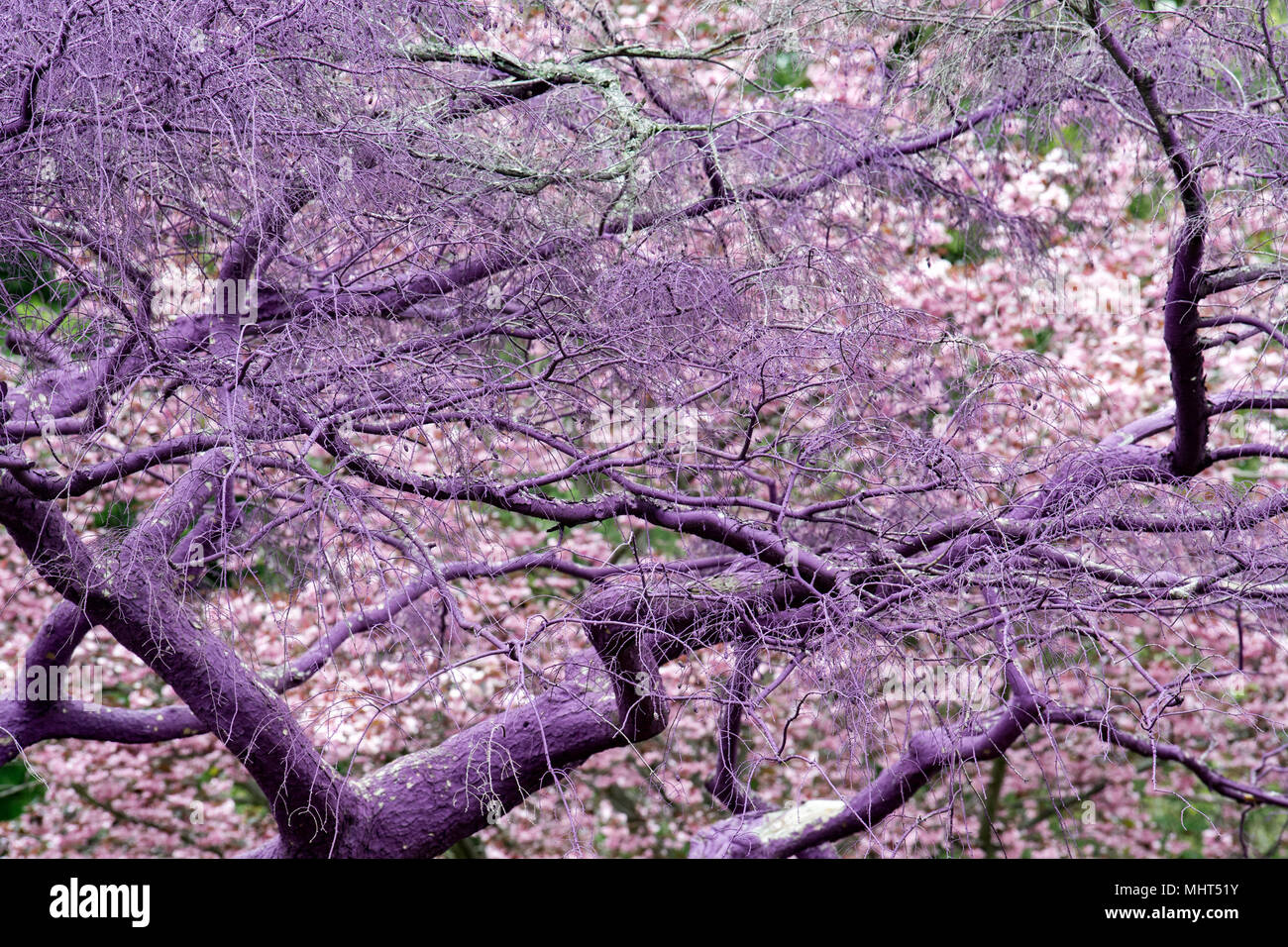 Purple violet painted tree in a park Stock Photo - Alamy