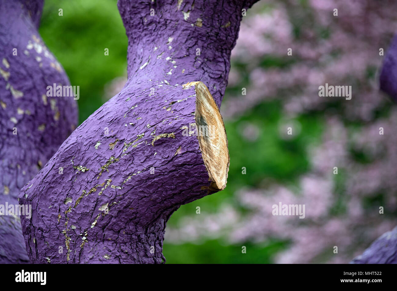 Purple violet painted tree in a park Stock Photo - Alamy