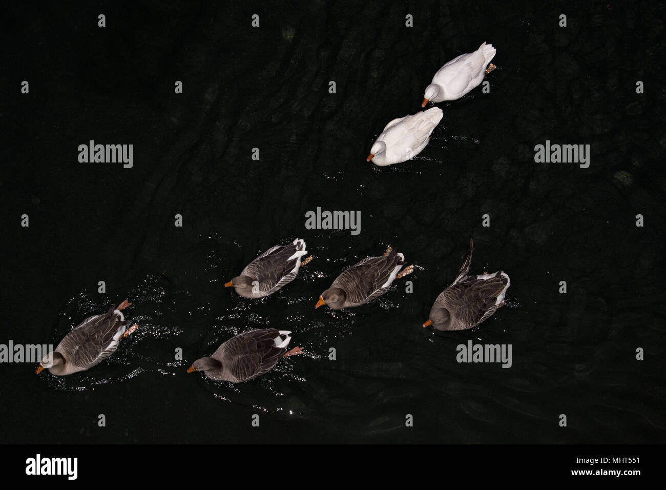 goose family while swiimming at night in the river Stock Photo - Alamy