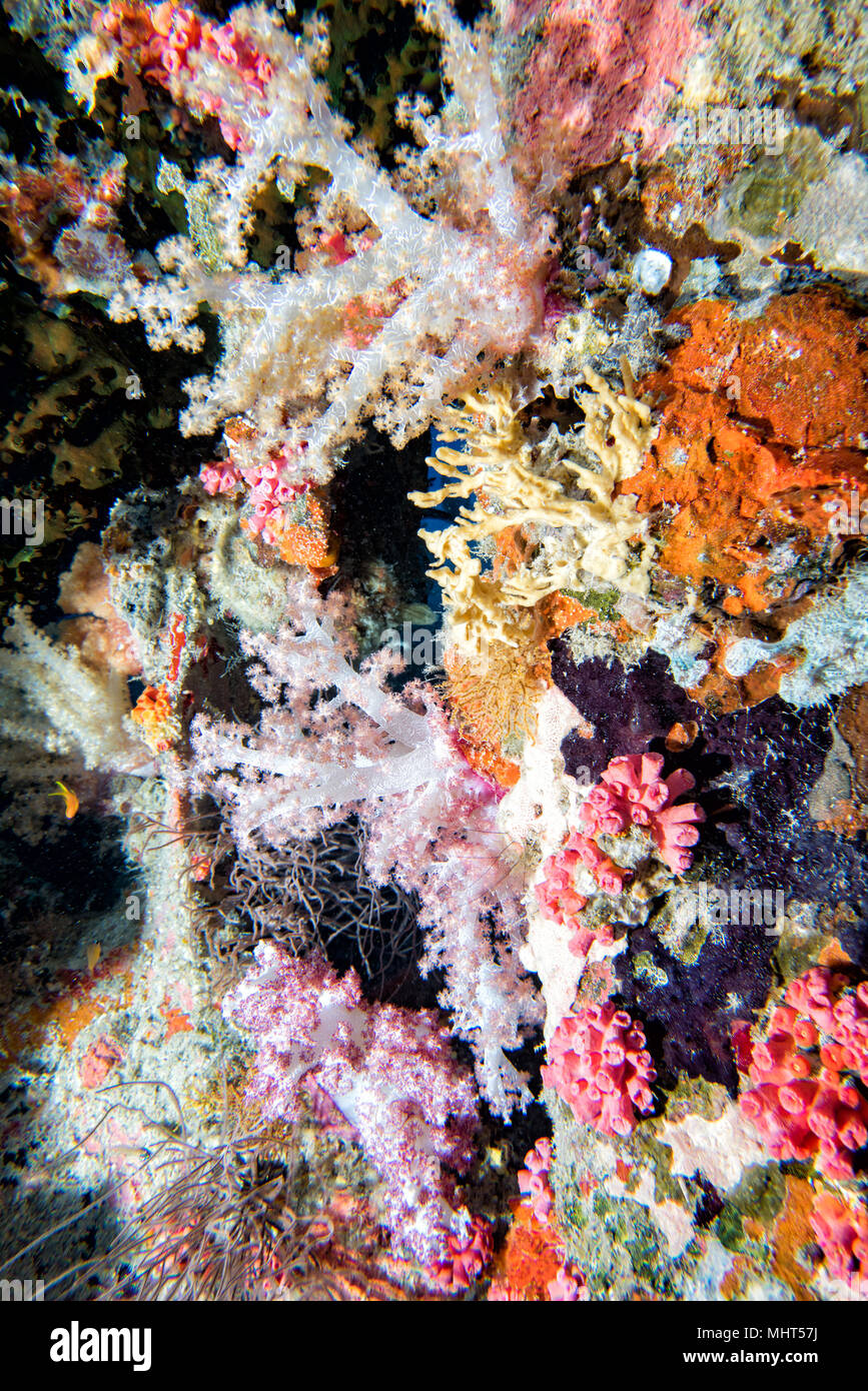 corals growing on Ship Wreck underwater while diving Stock Photo - Alamy