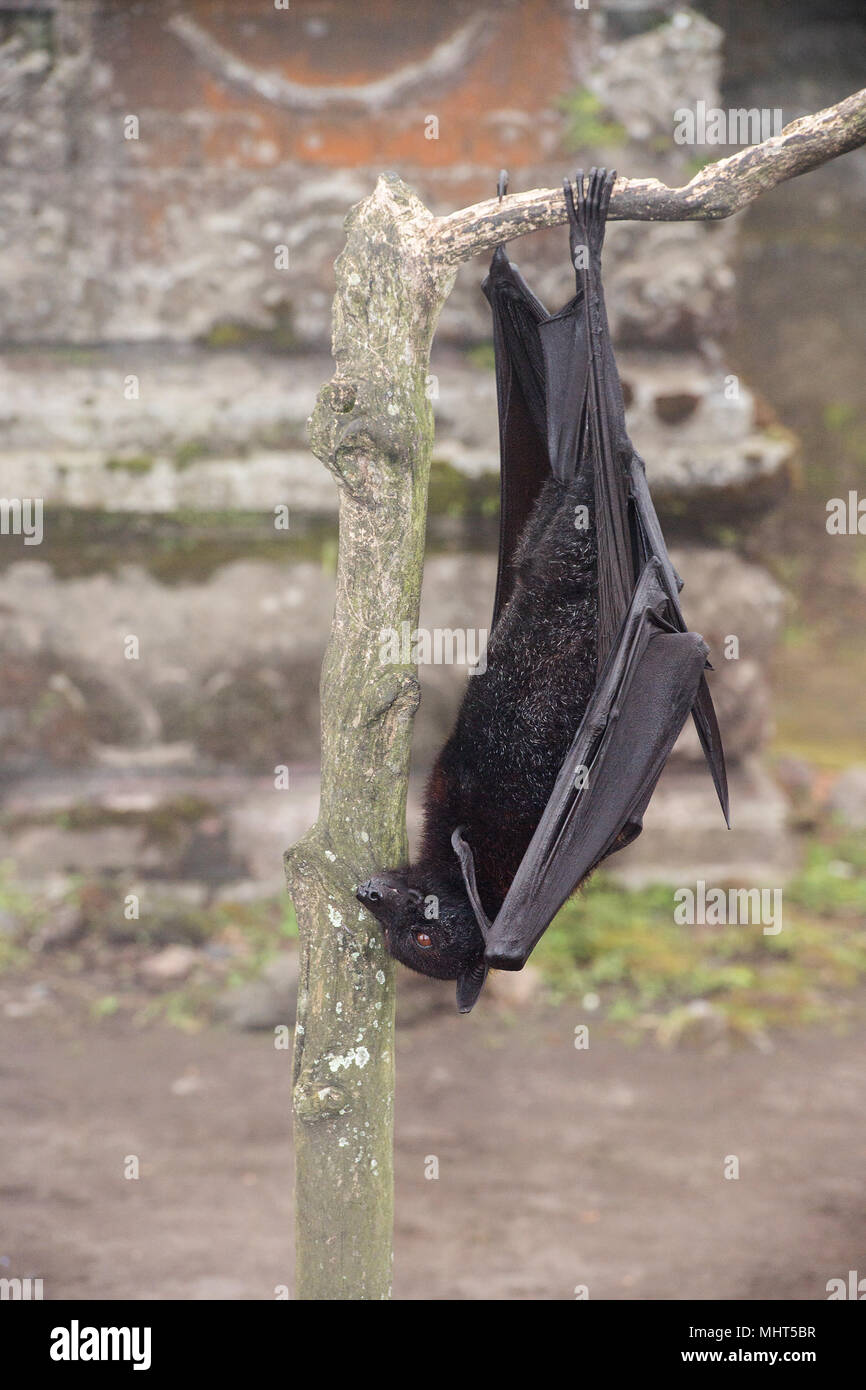 Flying fox close up portrait detail view hanging from a branch Stock ...