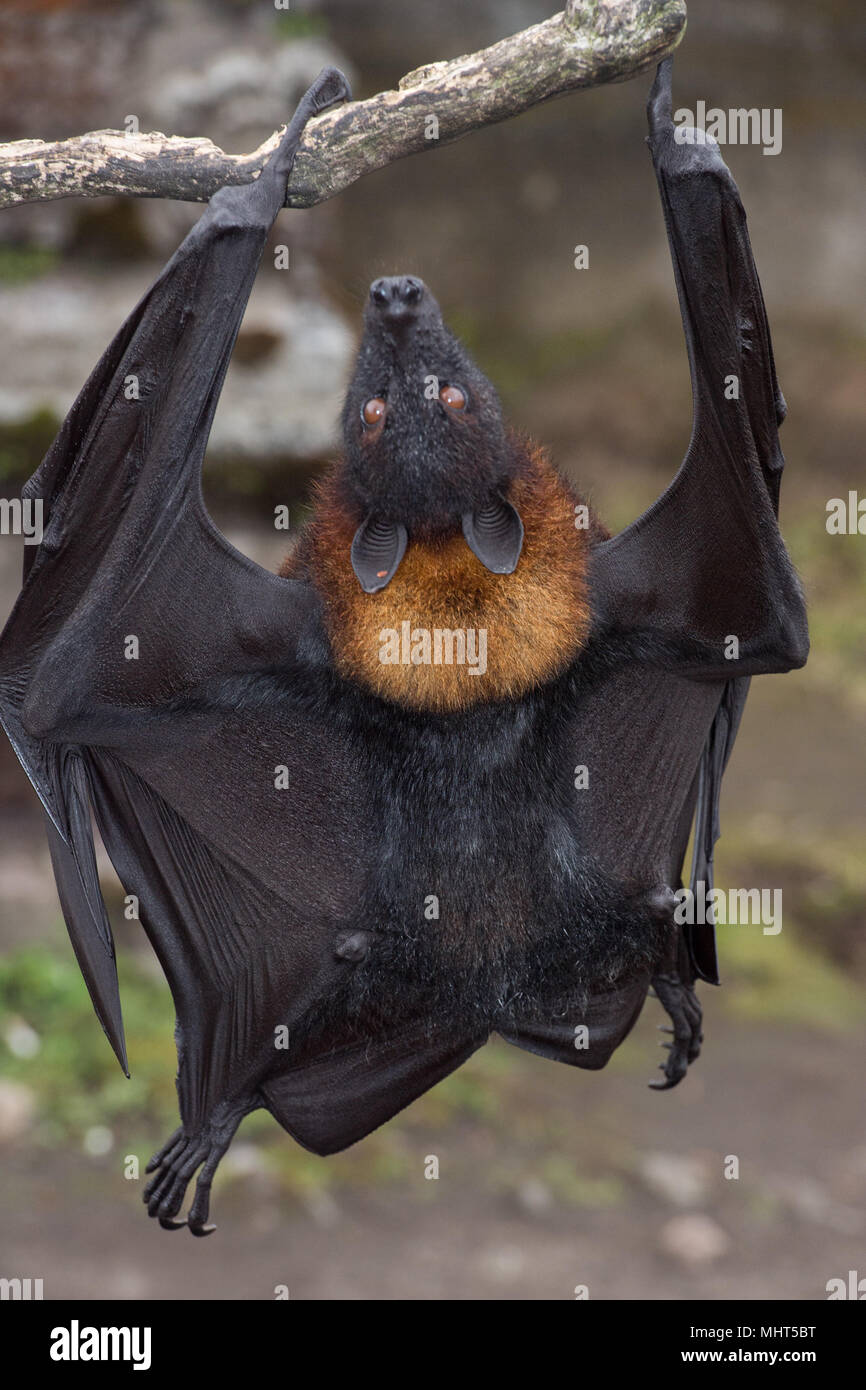 Flying fox close up portrait detail view hanging from a branch Stock ...