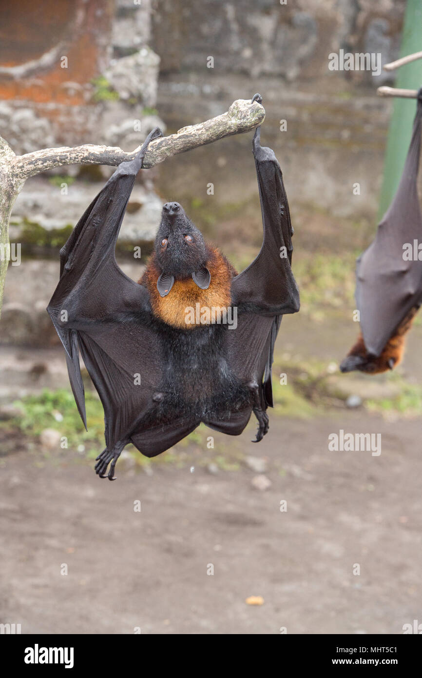 Flying fox close up portrait detail view hanging from a branch Stock ...