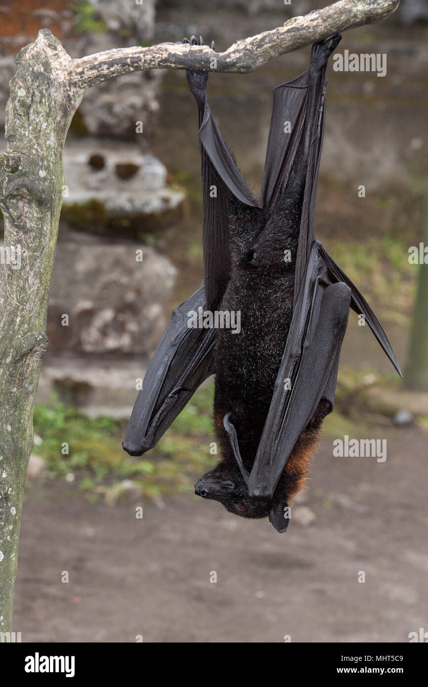 Flying fox close up portrait detail view hanging from a branch Stock ...