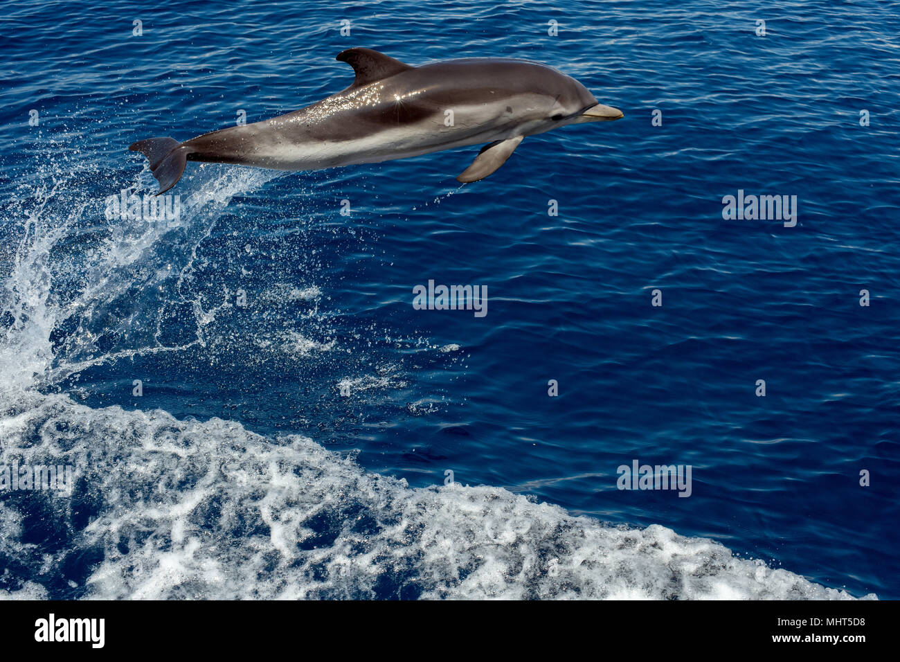 striped dolphin jumping outside the sea Stock Photo - Alamy