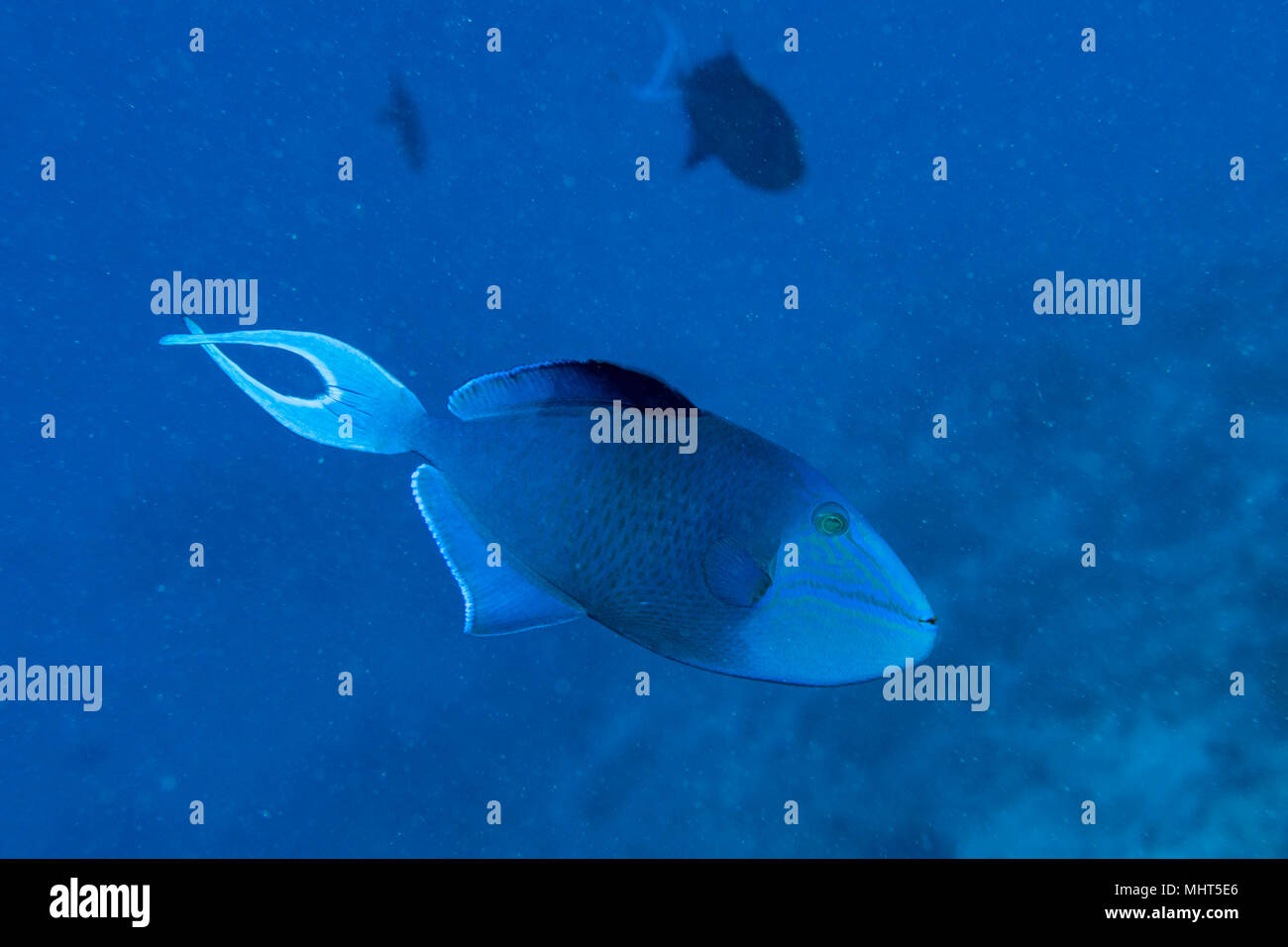 blue trigger fish portrait while diving maldives Stock Photo - Alamy
