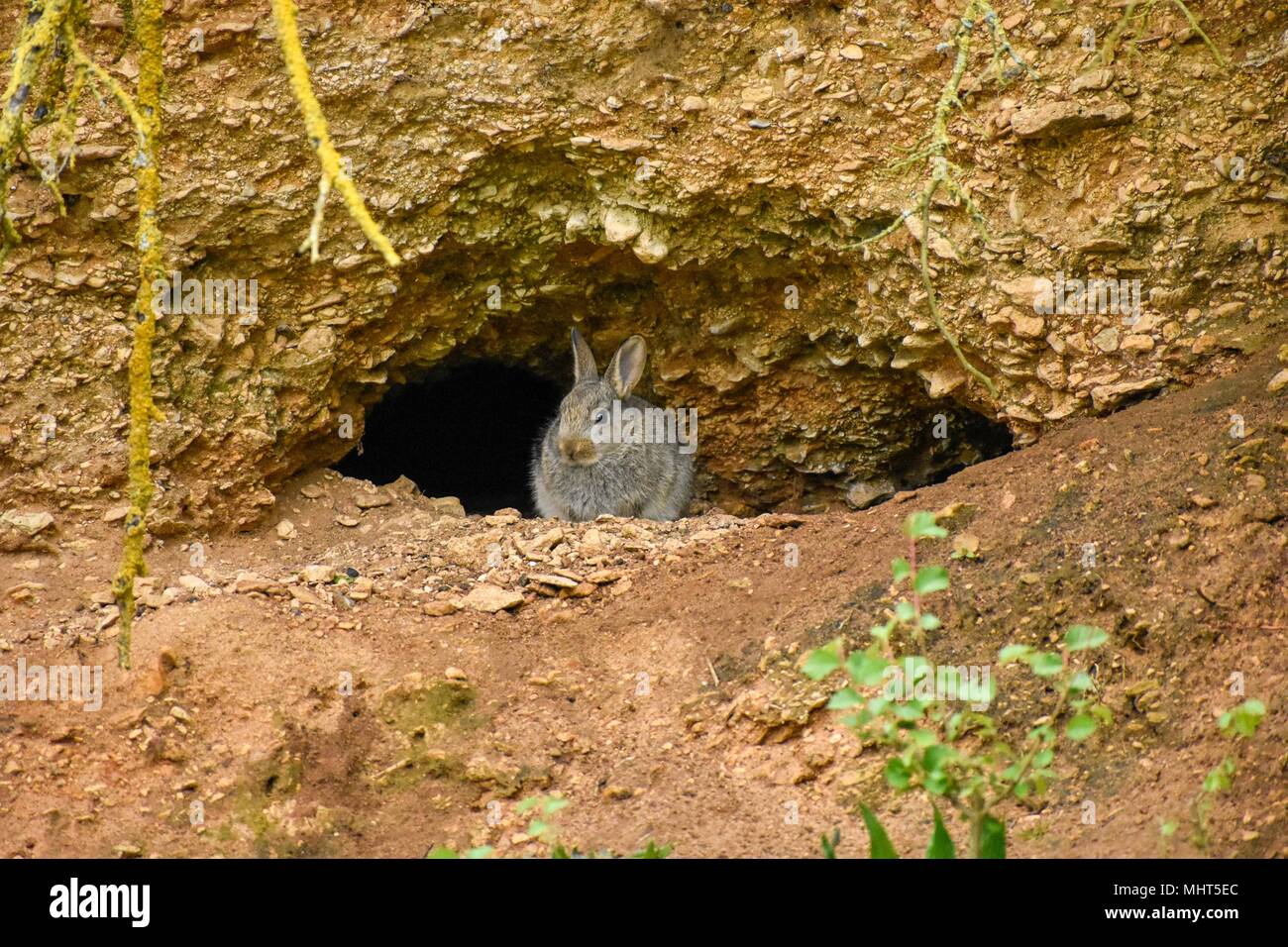 Rabbit keeping watch from his burrow entrance, Beckfrod nature reserve ...