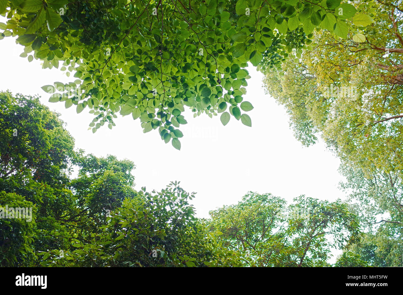 Green Forest From Below on white Stock Photo - Alamy