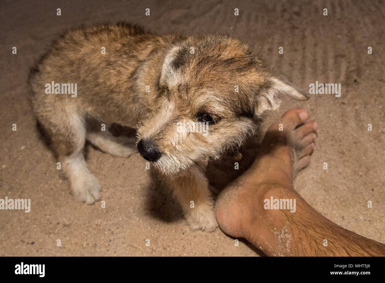 baby Newborn puppy dog smelling human man feet Stock Photo - Alamy