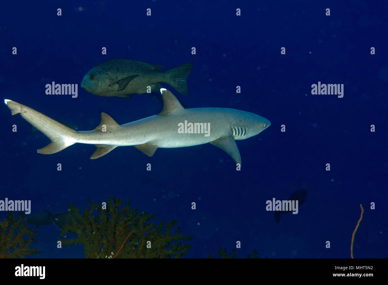 white tip reef shark jaws close up portrait while looking at you while ...