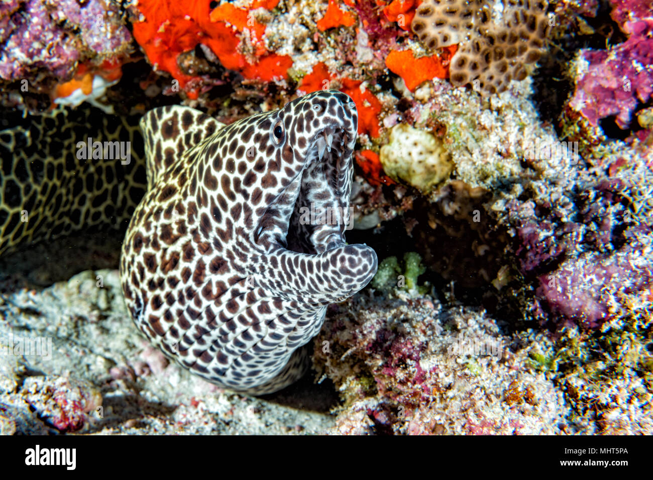 Gymnothorax favagineus bali hi-res stock photography and images - Alamy