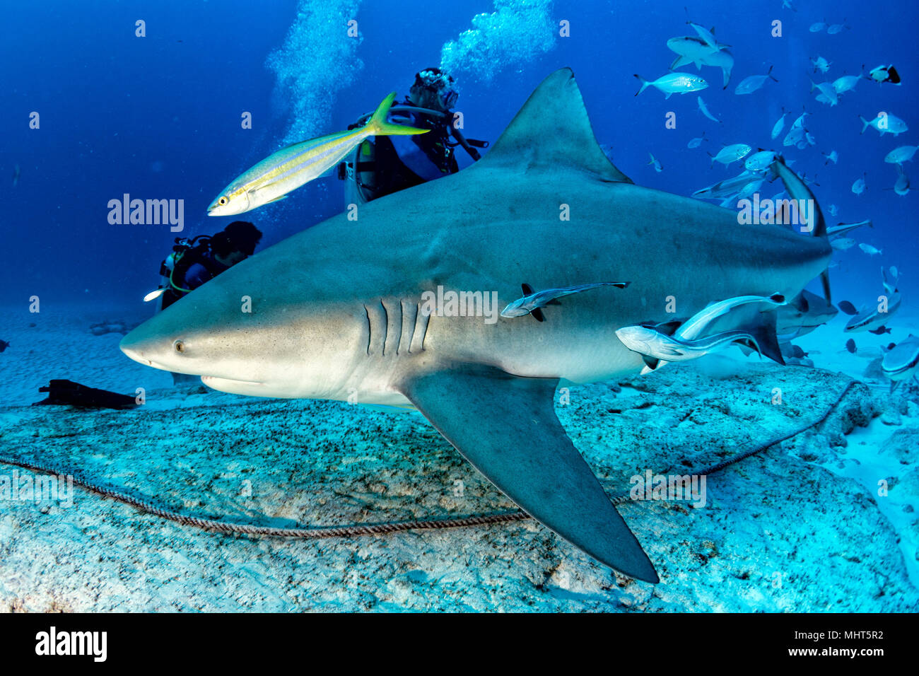 bull shark while feeding in mexico Stock Photo - Alamy