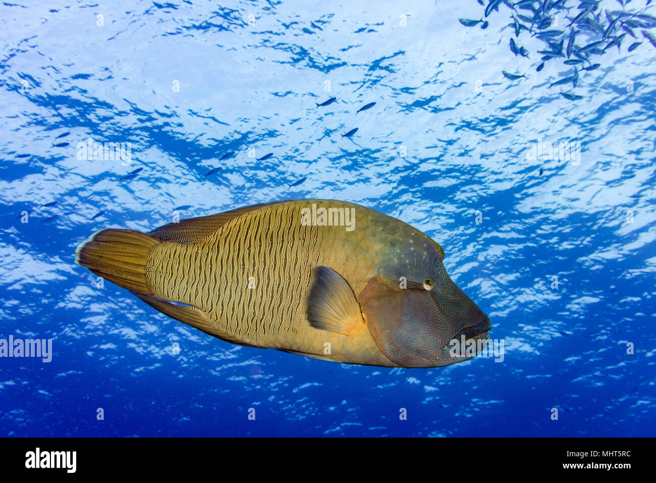 napoleon fish in the blue background Stock Photo - Alamy