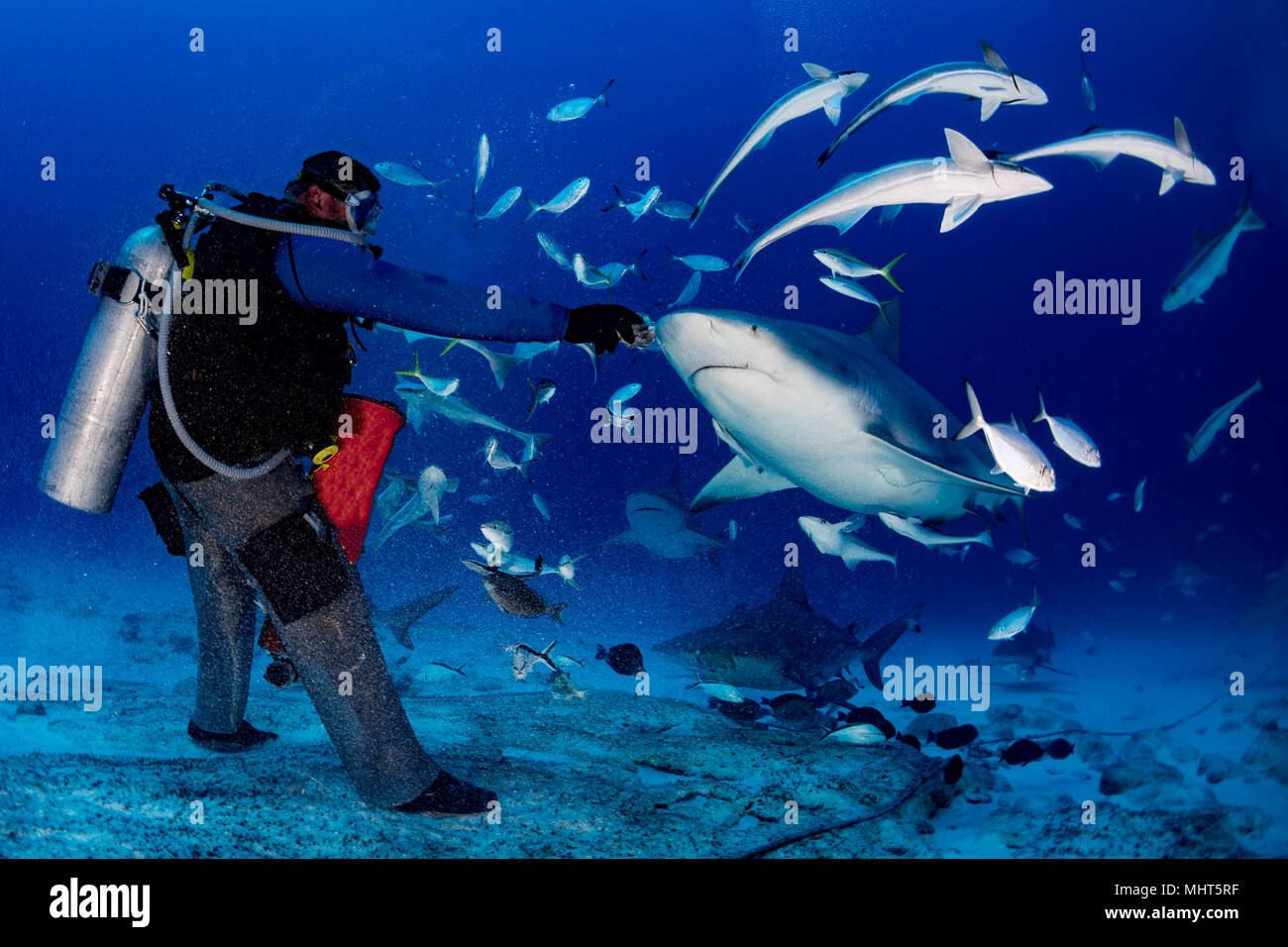 bull shark while feeding in mexico in blue ocean Stock Photo - Alamy