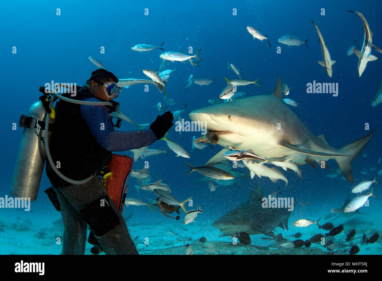 bull shark while feeding in mexico Stock Photo - Alamy