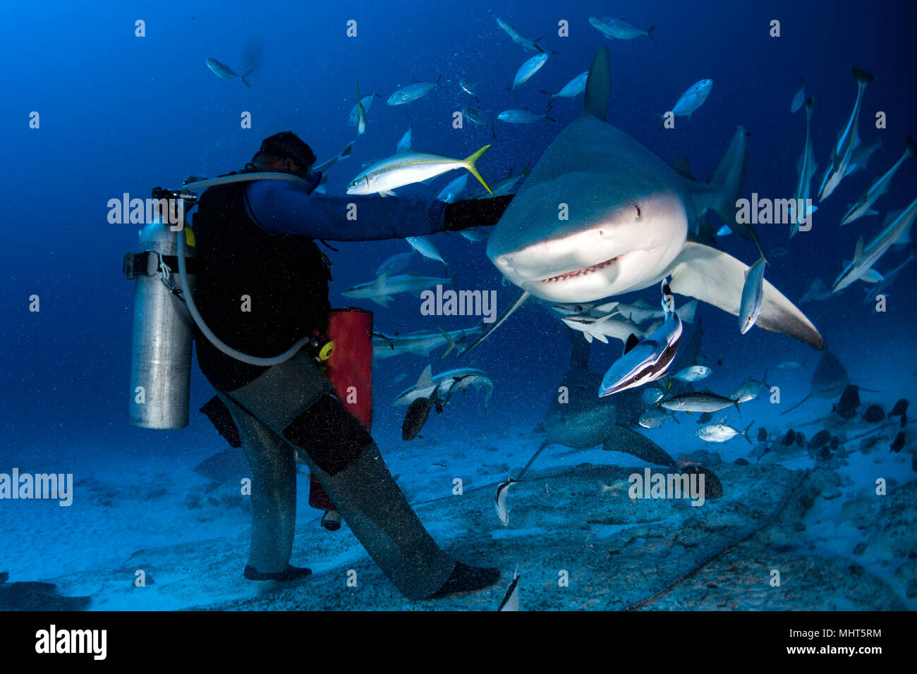 bull shark while feeding in mexico Stock Photo - Alamy