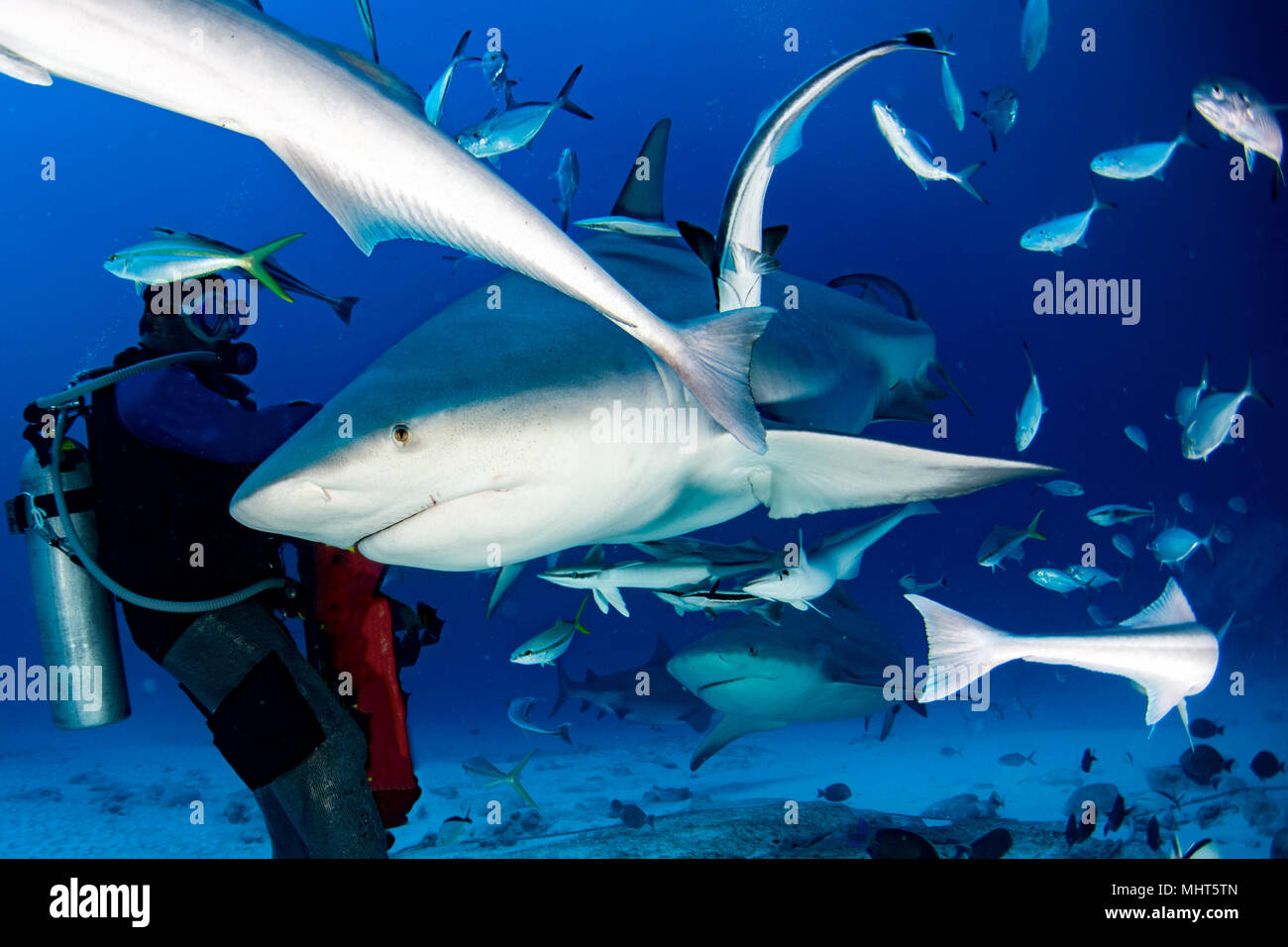 bull shark while feeding in mexico in blue ocean Stock Photo - Alamy