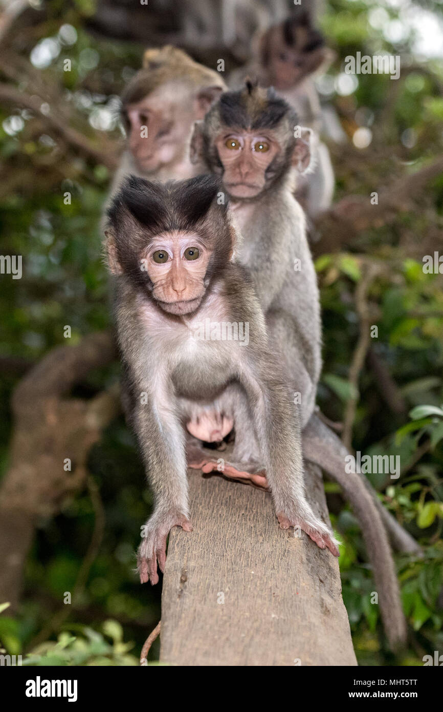 Indonesia macaque monkey ape close up portrait looking at you in the ...