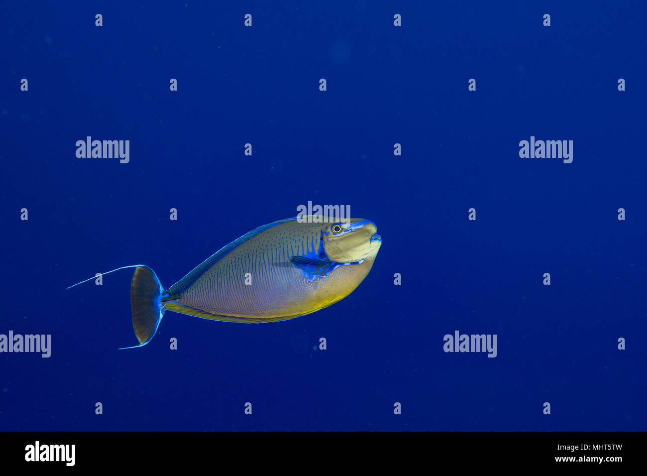 surgeon fish in the blue while diving in maldives Stock Photo - Alamy