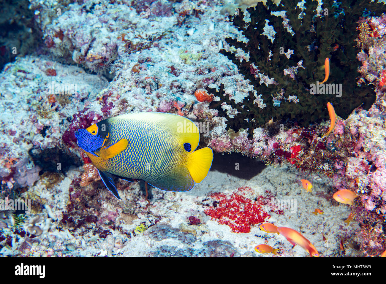 Adult Emperor angel fish on the red sea reef background Stock Photo - Alamy