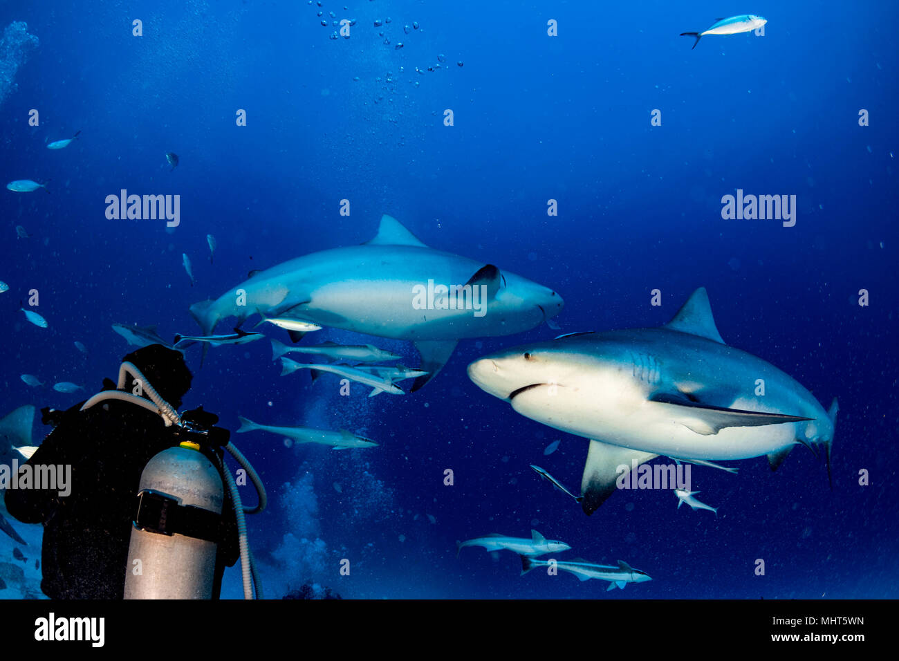bull shark while feeding in mexico in blue ocean Stock Photo - Alamy